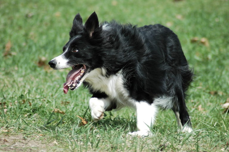 Miller Border Collies performance - Celtic Fest Ohio